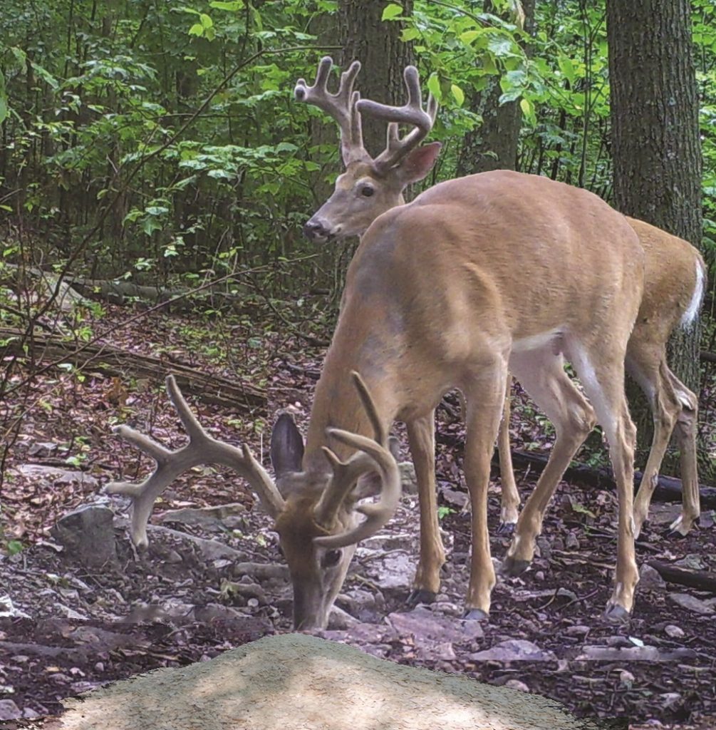 Buck Fuel Gold Mine Rolled Corn Deer Feed Attractant - Bow Creek Outdoors